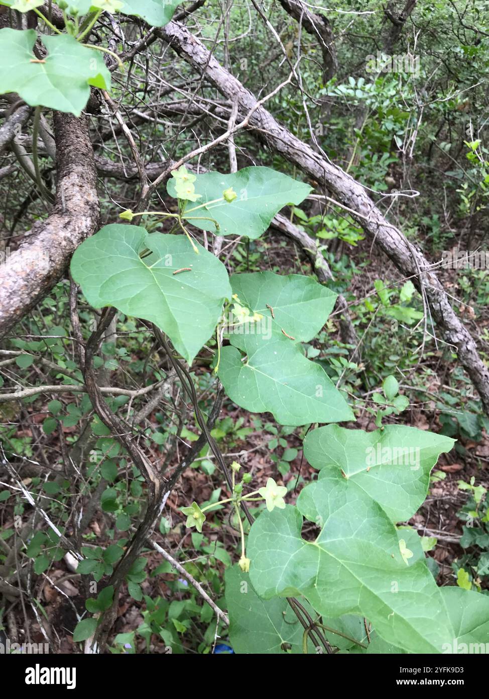 Pearl Milkweed (Matelea reticulata Stock Photo - Alamy