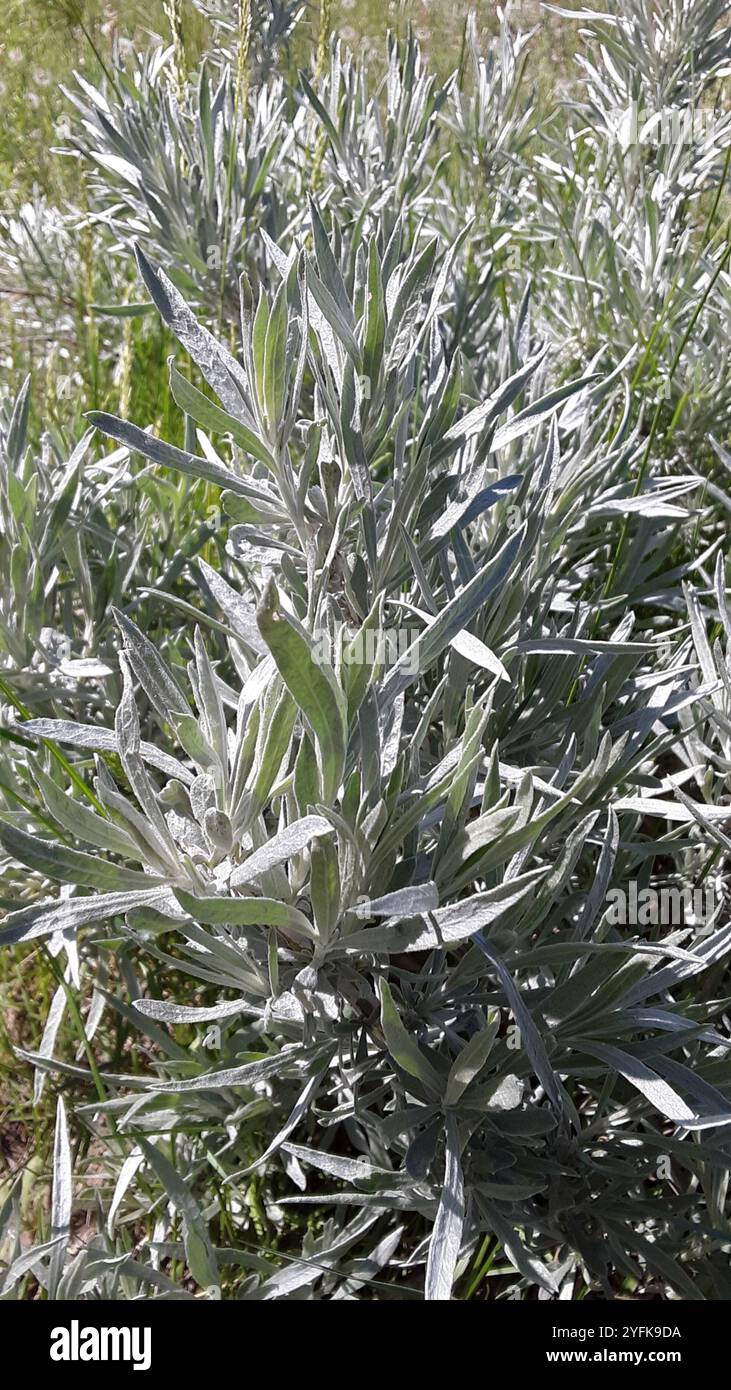 Silver Sagebrush (Artemisia cana Stock Photo - Alamy