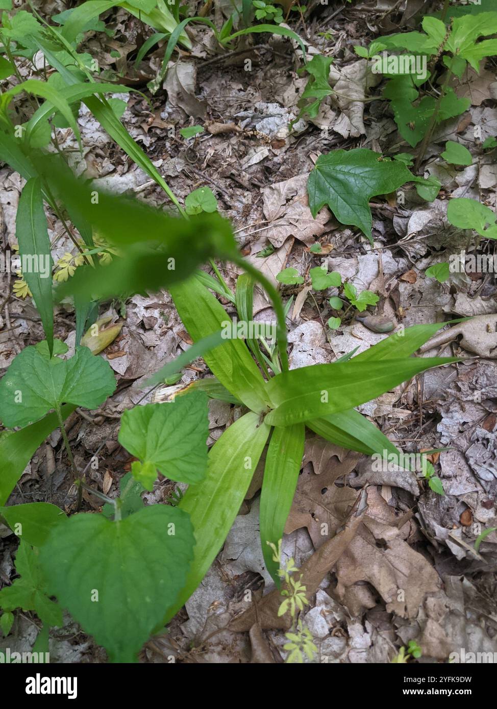 White Bear Sedge (Carex albursina Stock Photo - Alamy