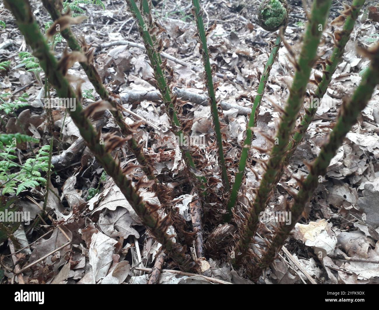 broad buckler-fern (Dryopteris dilatata Stock Photo - Alamy