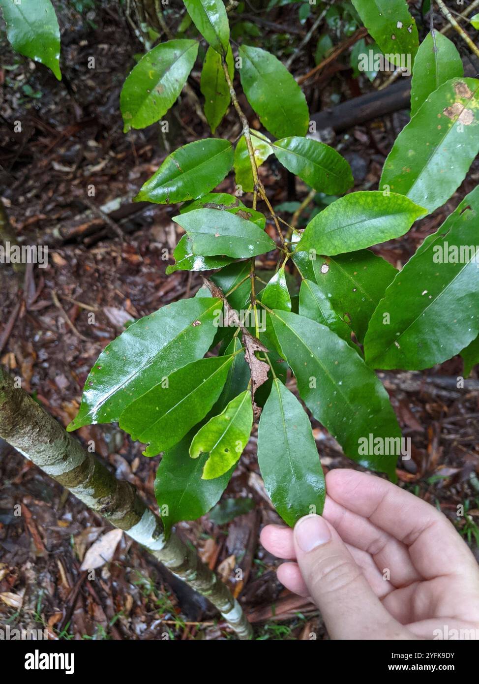 coachwood (Ceratopetalum apetalum Stock Photo - Alamy