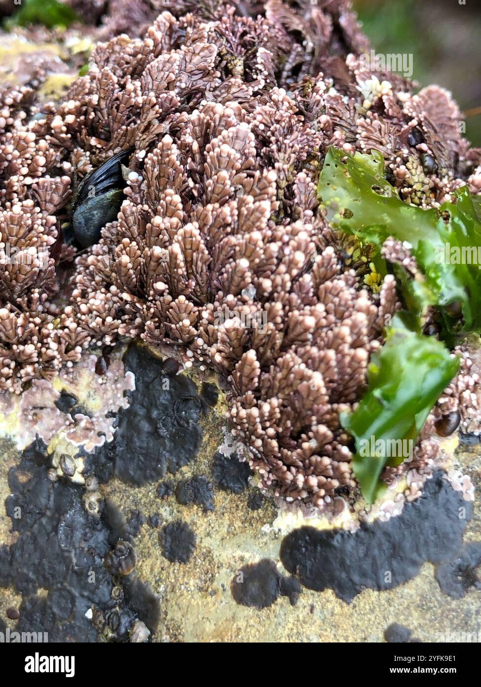 Common Coralline (Corallina officinalis Stock Photo - Alamy