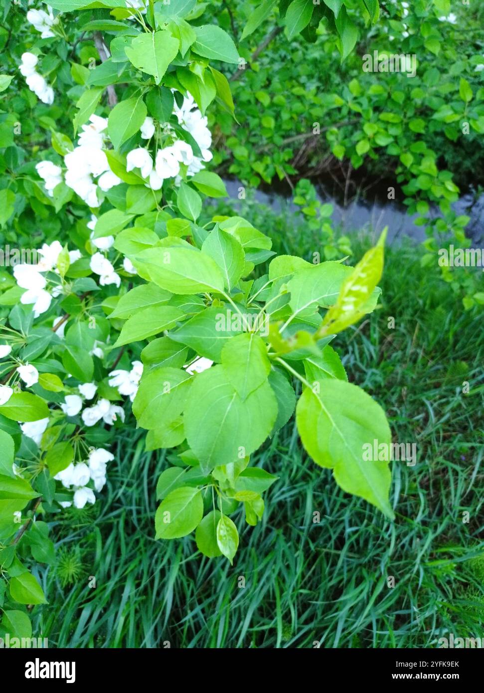 Siberian crabapple (Malus baccata Stock Photo - Alamy