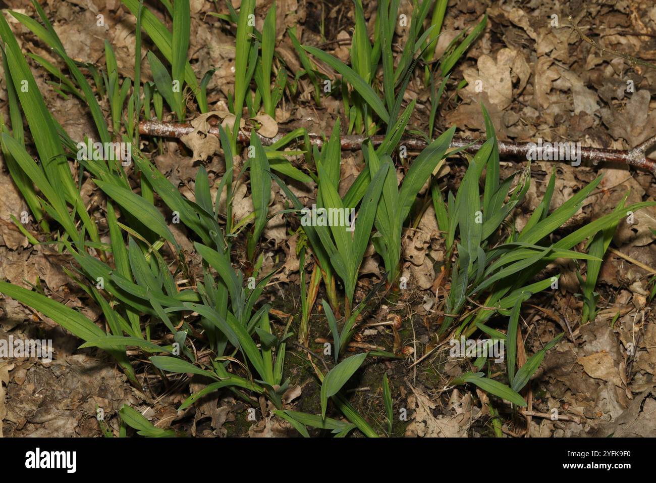 Wood Millet (Milium effusum Stock Photo - Alamy