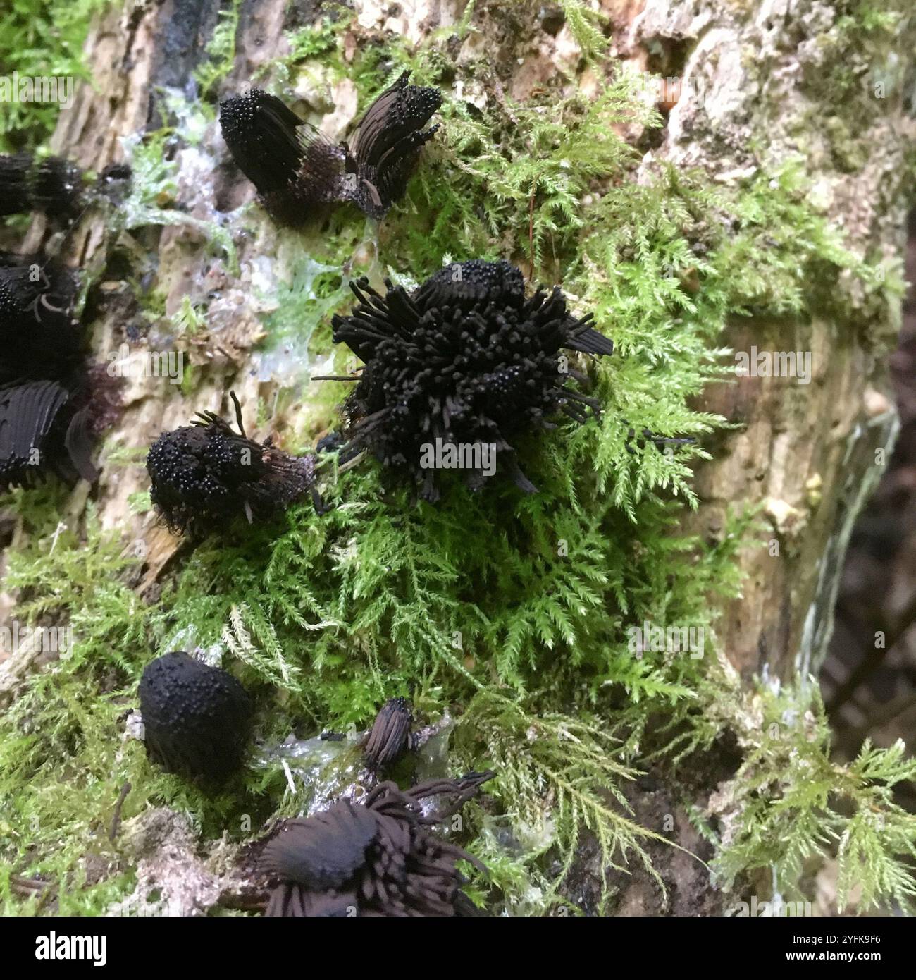 chocolate tube slime (Stemonitis splendens Stock Photo - Alamy