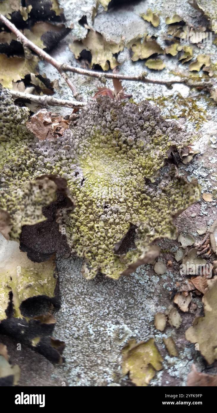 Common Toadskin Lichen (Lasallia papulosa Stock Photo - Alamy