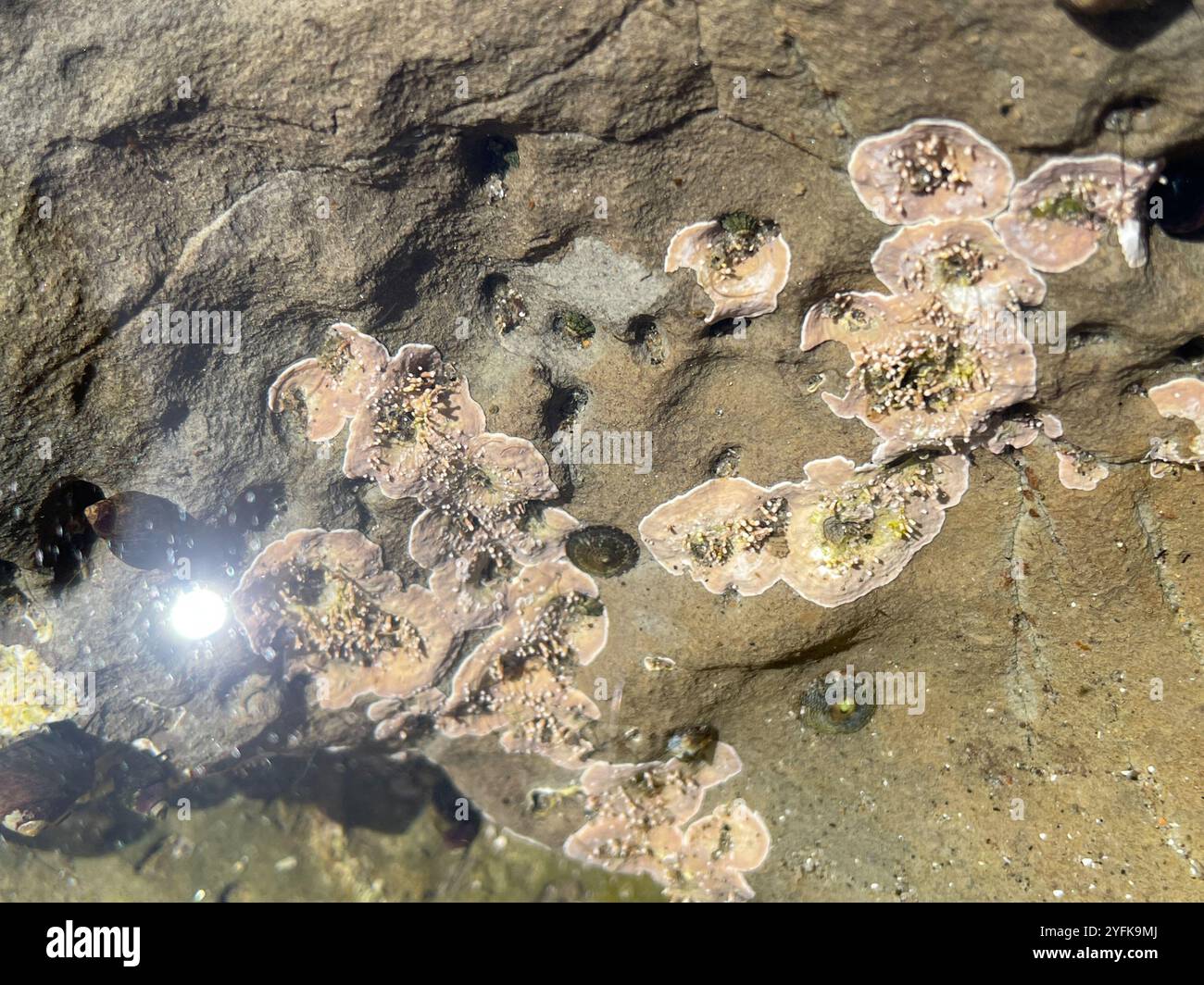 coralline algae (Corallinaceae Stock Photo - Alamy