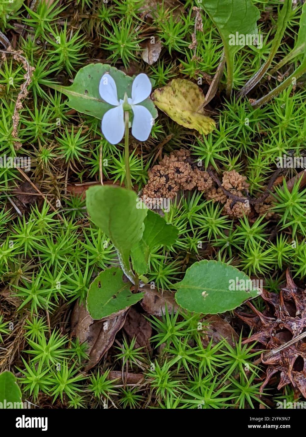 primrose-leaved violet (Viola primulifolia Stock Photo - Alamy