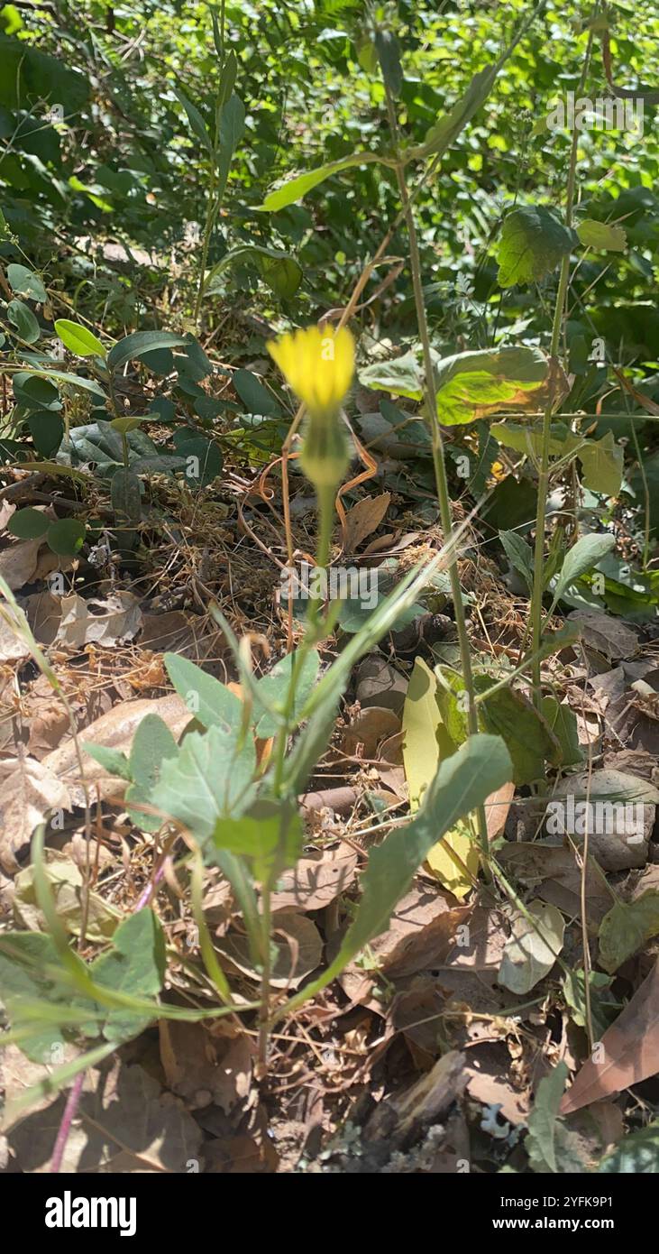 Urospermum picroides hi-res stock photography and images - Alamy