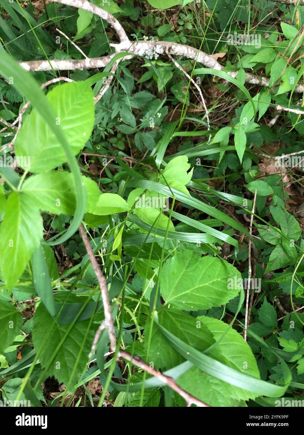 Clustered Fescue (Festuca paradoxa Stock Photo - Alamy