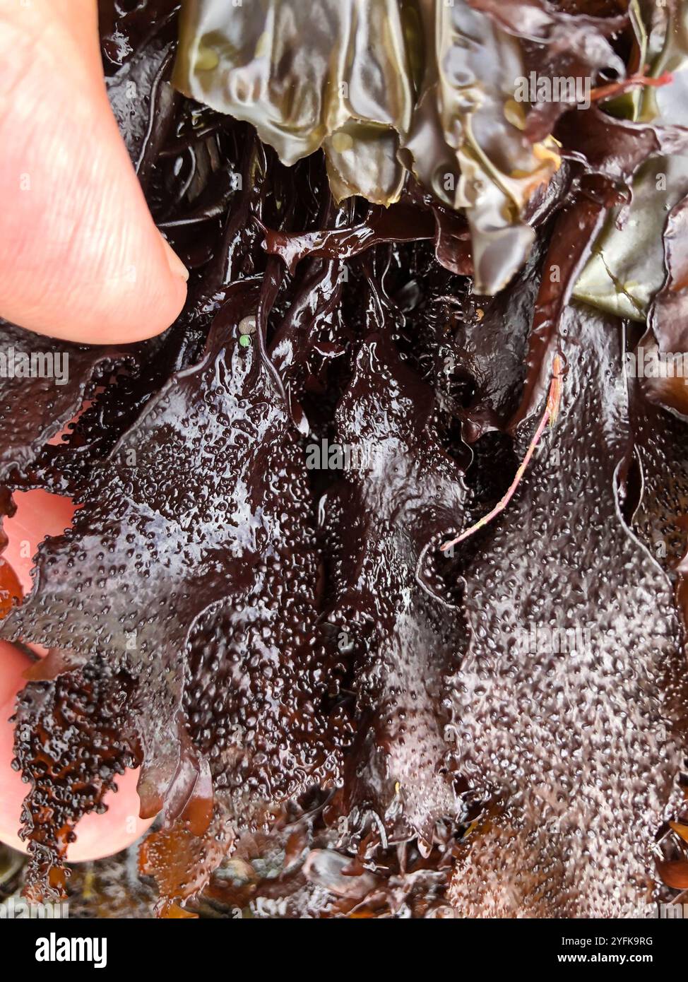 encrusting red algae (Mastocarpus Stock Photo - Alamy