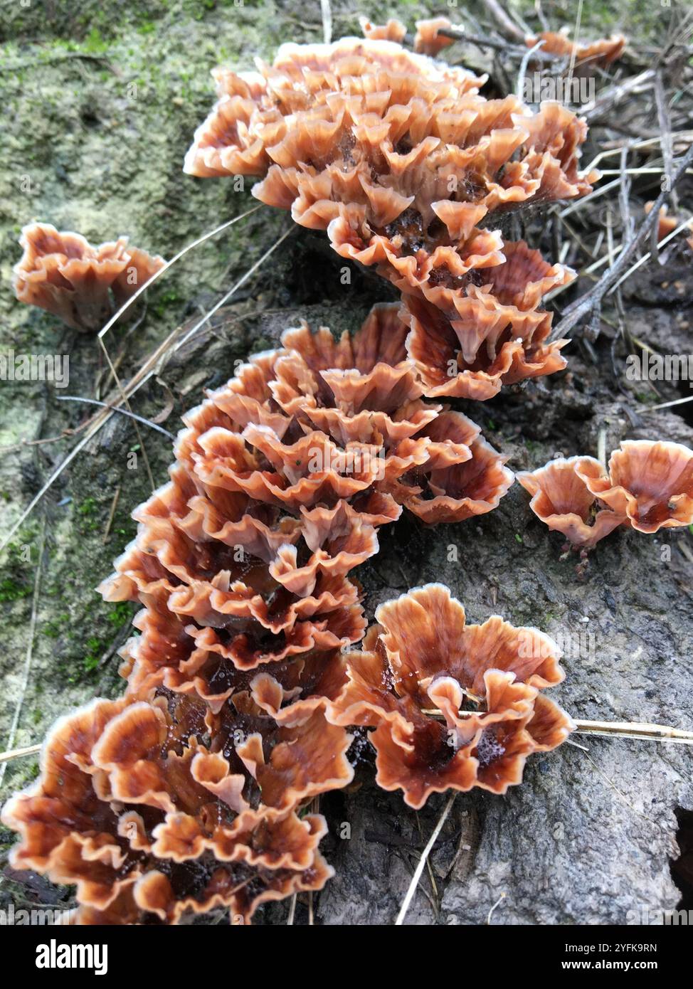 Podoscypha hi-res stock photography and images - Alamy