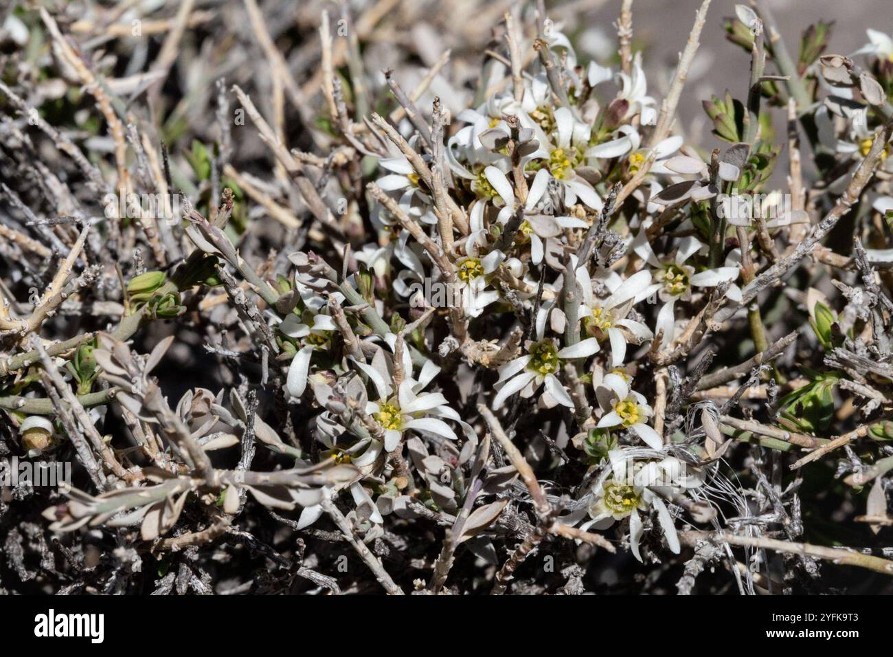 Spiny Greasebush (Glossopetalon spinescens Stock Photo - Alamy
