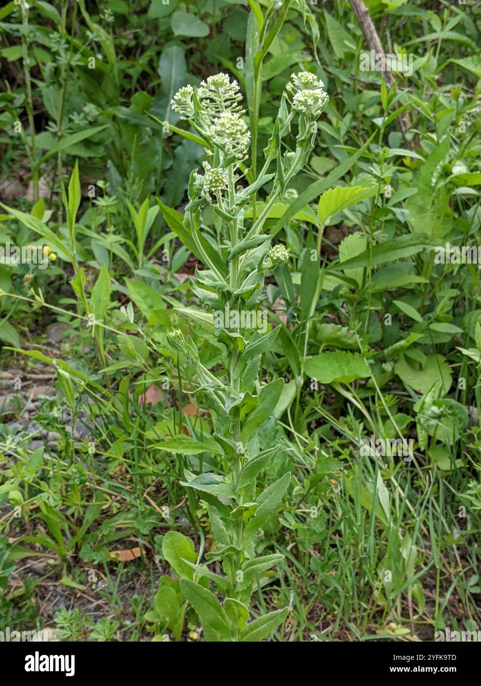 field peppergrass (Lepidium campestre Stock Photo - Alamy