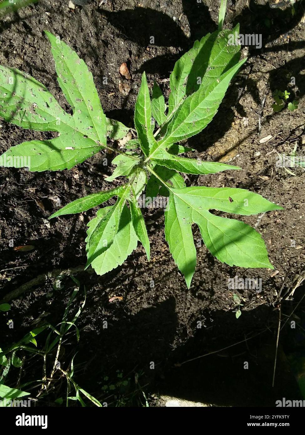 Giant ragweed hi-res stock photography and images - Alamy
