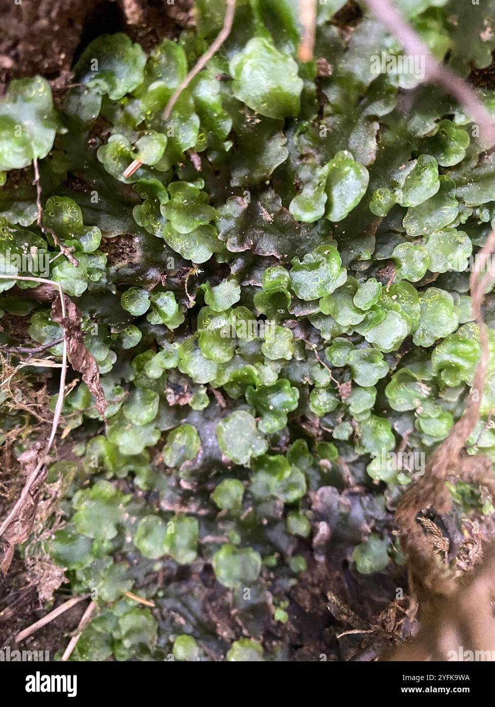 Ring Pellia (Pellia neesiana Stock Photo - Alamy