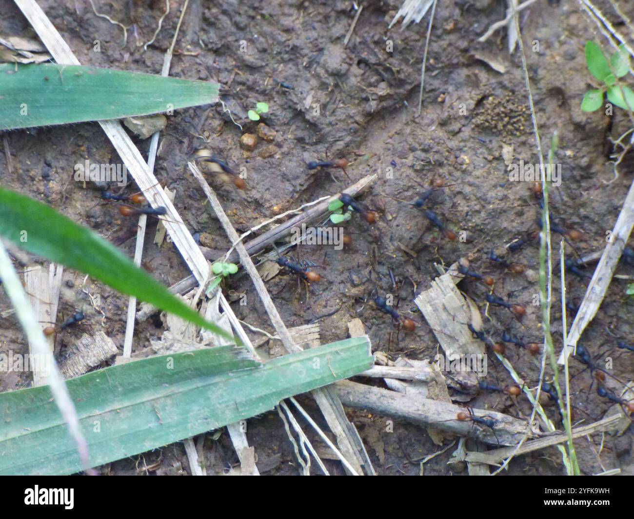 Eciton Army Ants (Eciton Stock Photo - Alamy
