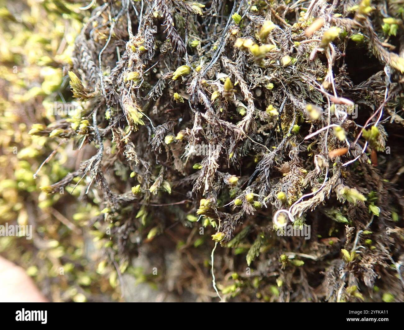 Yellow fringe moss hi-res stock photography and images - Alamy