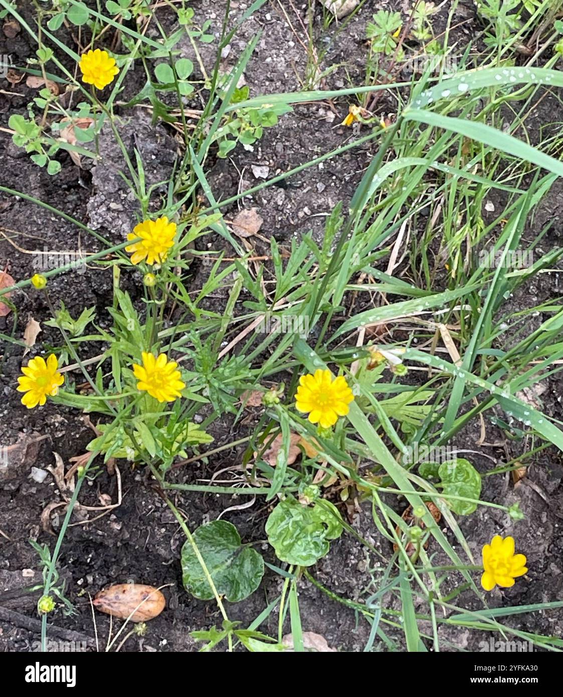 California buttercup (Ranunculus californicus Stock Photo - Alamy