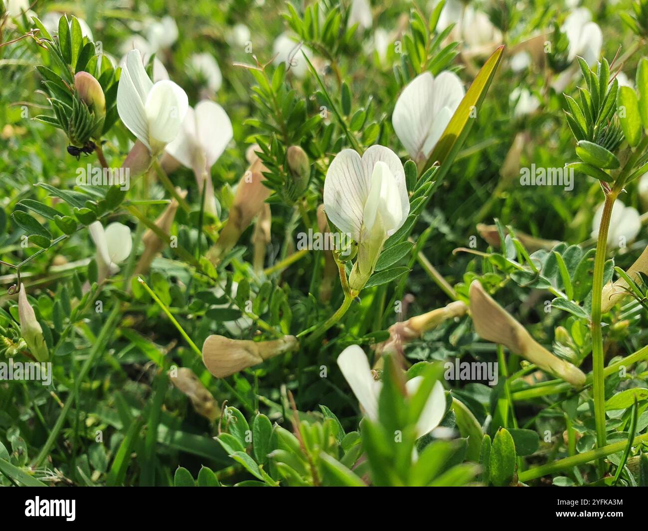 Yellow Vetch (Vicia lutea Stock Photo - Alamy