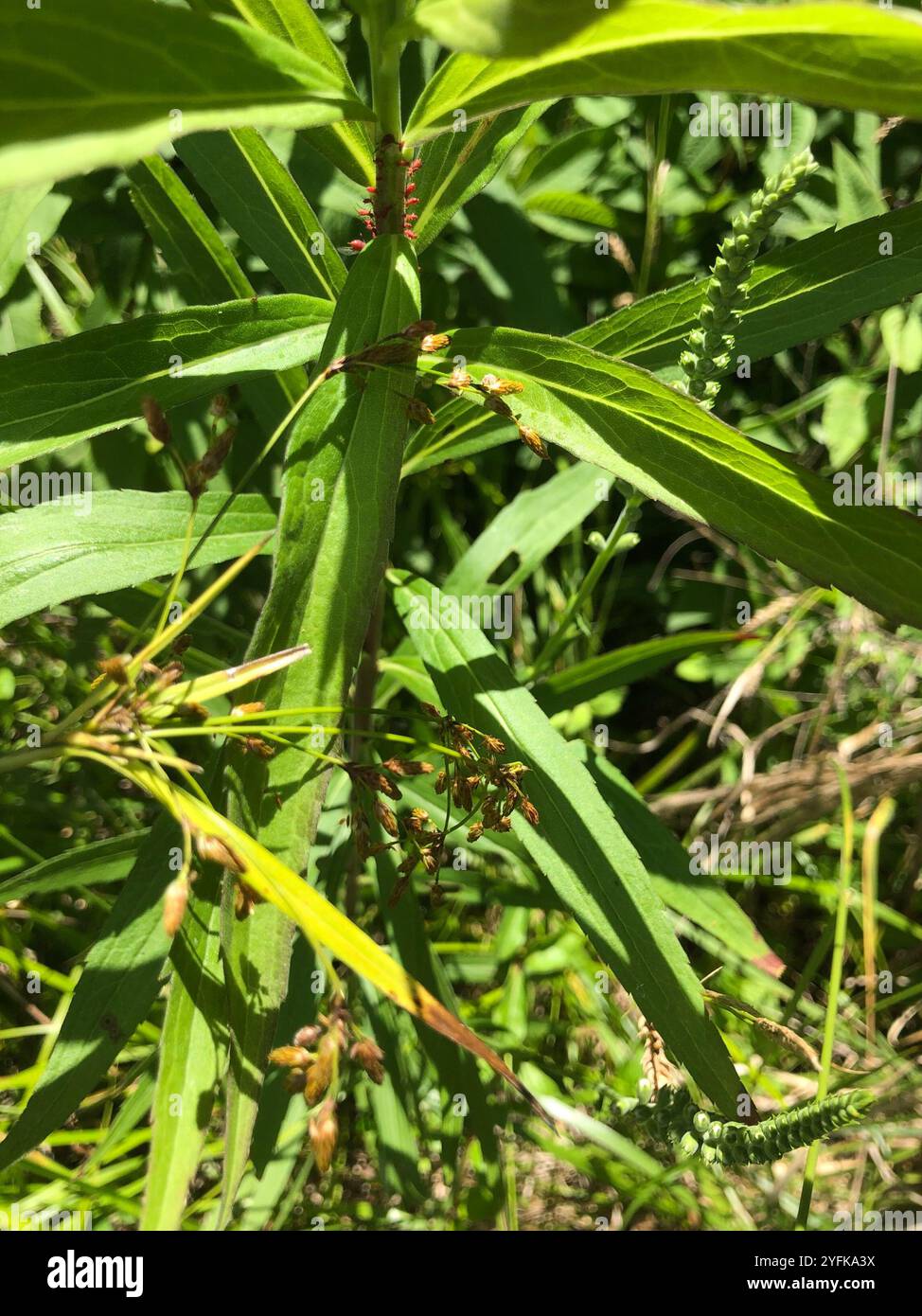 nodding bulrush (Scirpus pendulus Stock Photo - Alamy