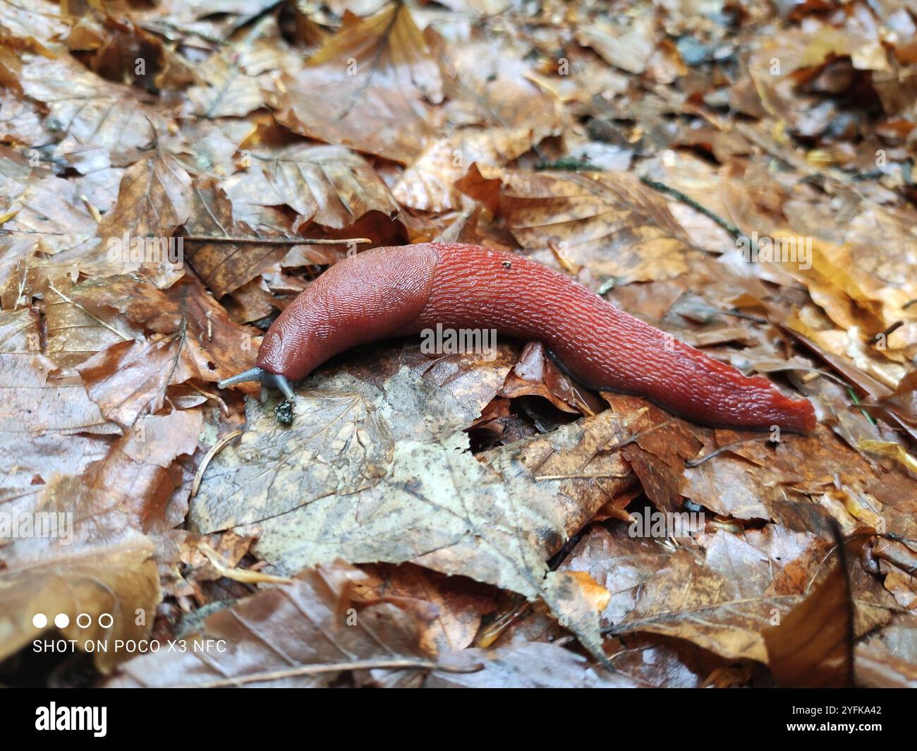 Ash-black Slug (Limax cinereoniger Stock Photo - Alamy