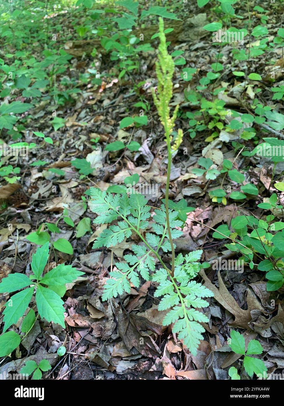 rattlesnake fern (Botrypus virginianus Stock Photo - Alamy