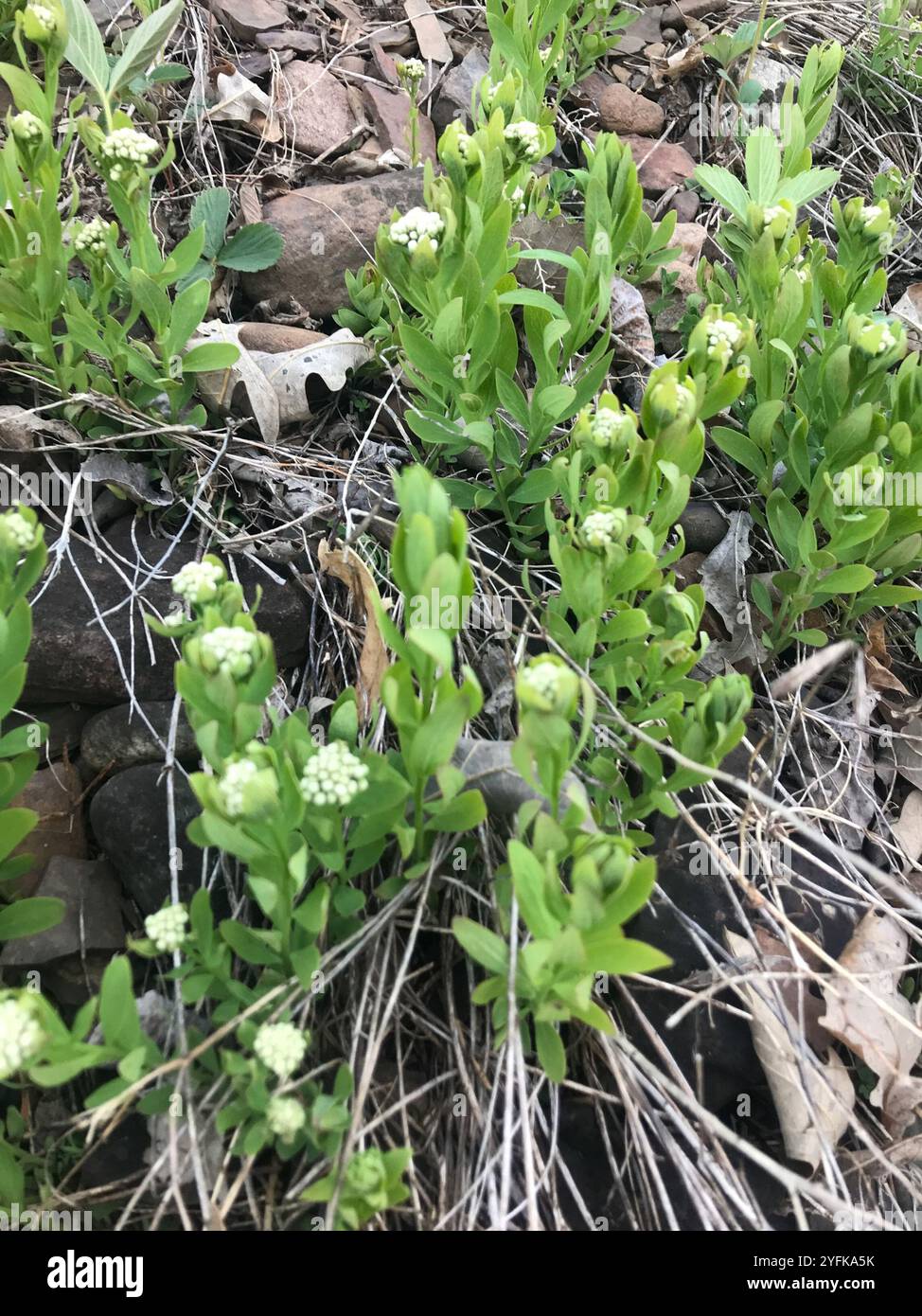 bastard toadflax (Comandra umbellata Stock Photo - Alamy