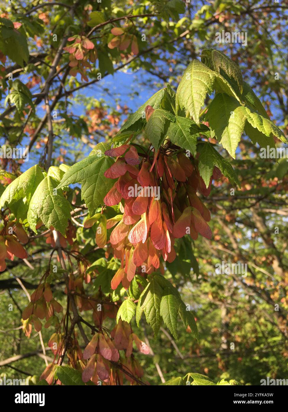 red maple (Acer rubrum Stock Photo - Alamy
