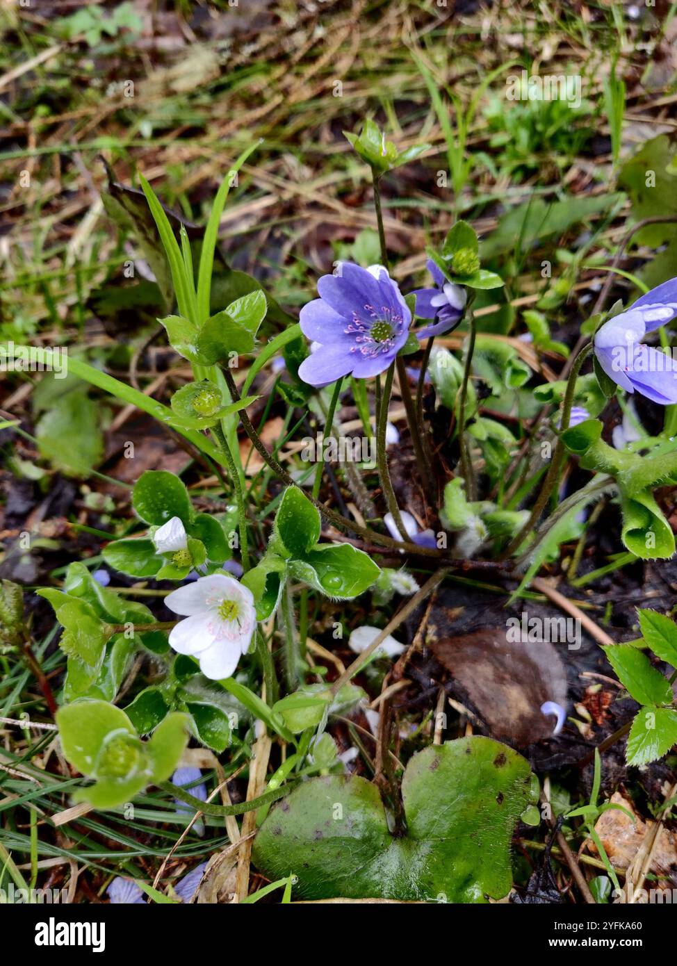 Liverleaf (Hepatica nobilis Stock Photo - Alamy