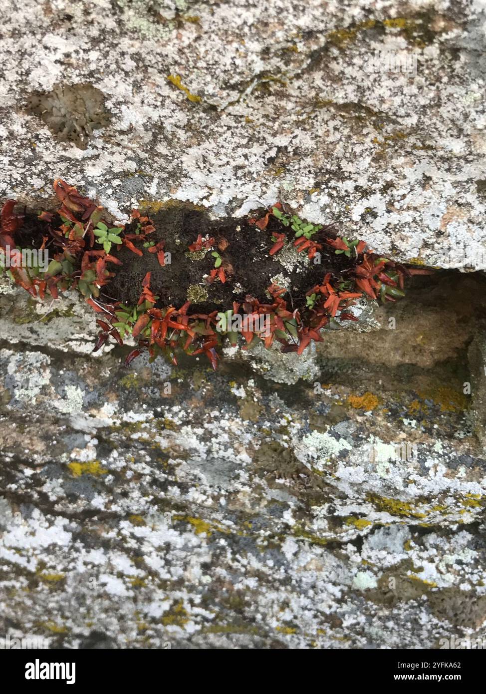 smooth cliffbrake (Pellaea glabella Stock Photo - Alamy