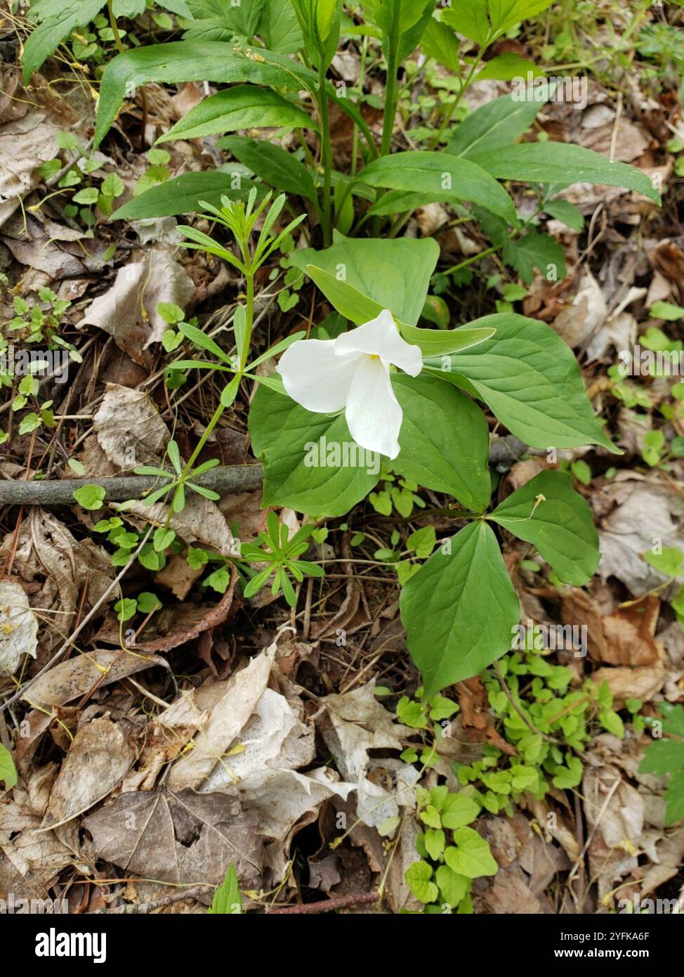large white trillium (Trillium grandiflorum Stock Photo - Alamy