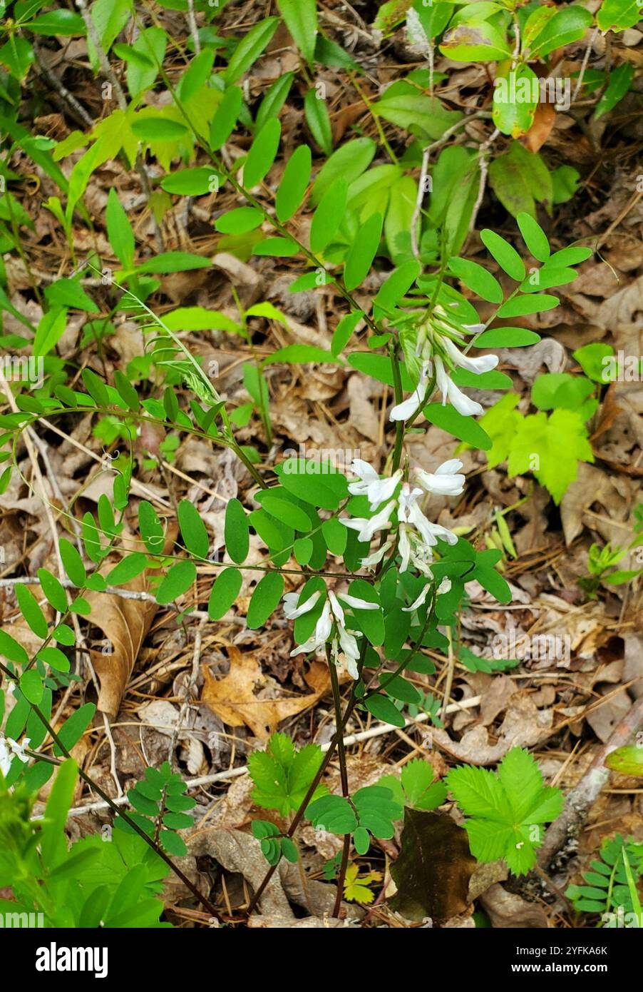 Carolina Vetch (Vicia caroliniana Stock Photo - Alamy