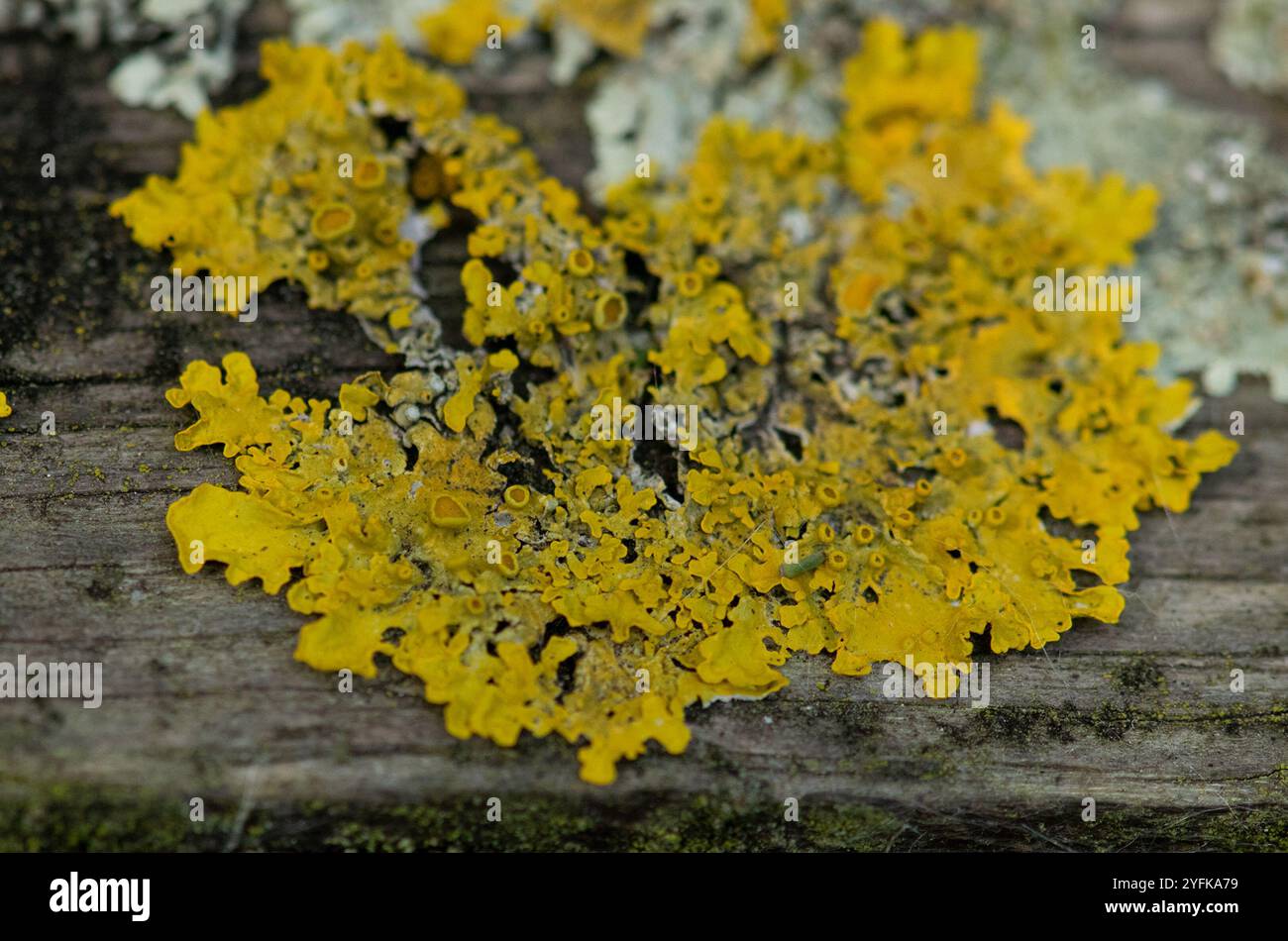 Common Sunburst Lichen (Xanthoria parietina Stock Photo - Alamy