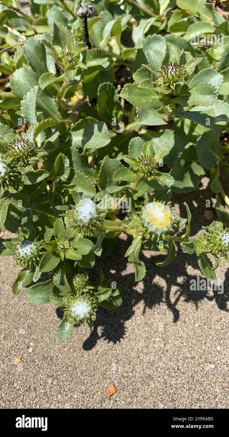 Oregon Gumplant (Grindelia stricta Stock Photo - Alamy