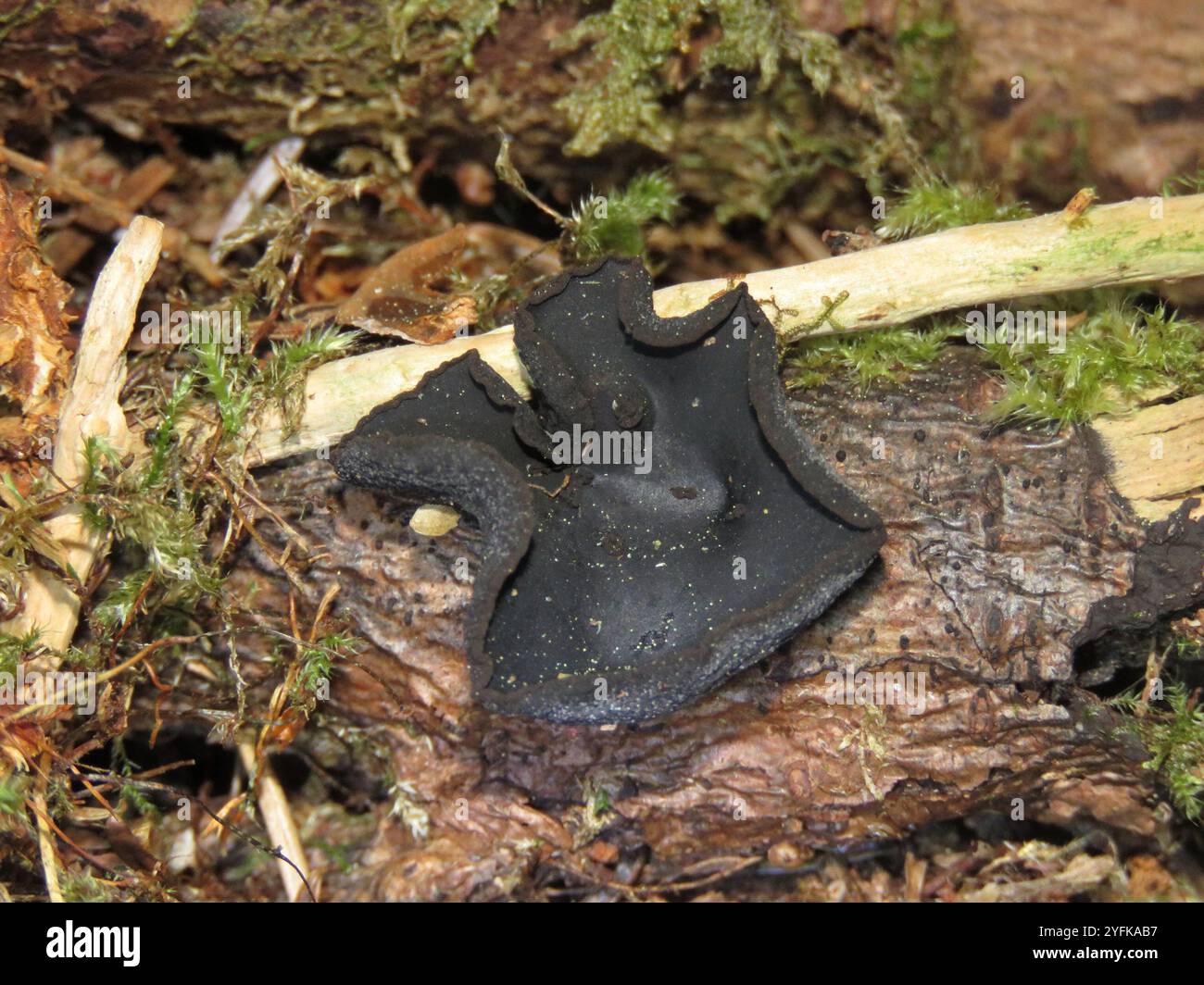 Plectania hi-res stock photography and images - Alamy