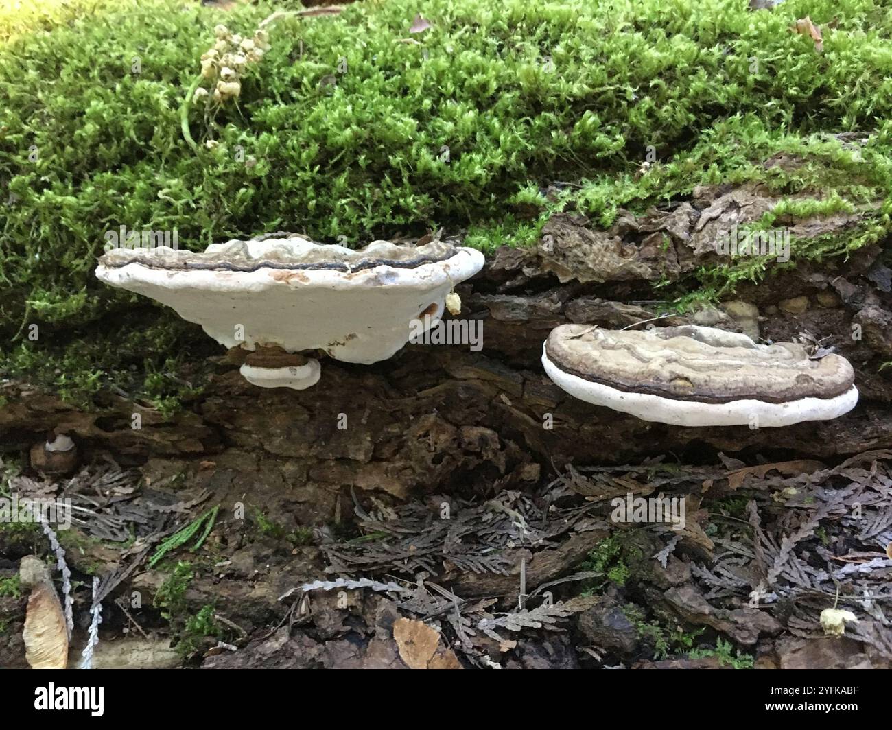 artist's bracket (Ganoderma applanatum Stock Photo - Alamy