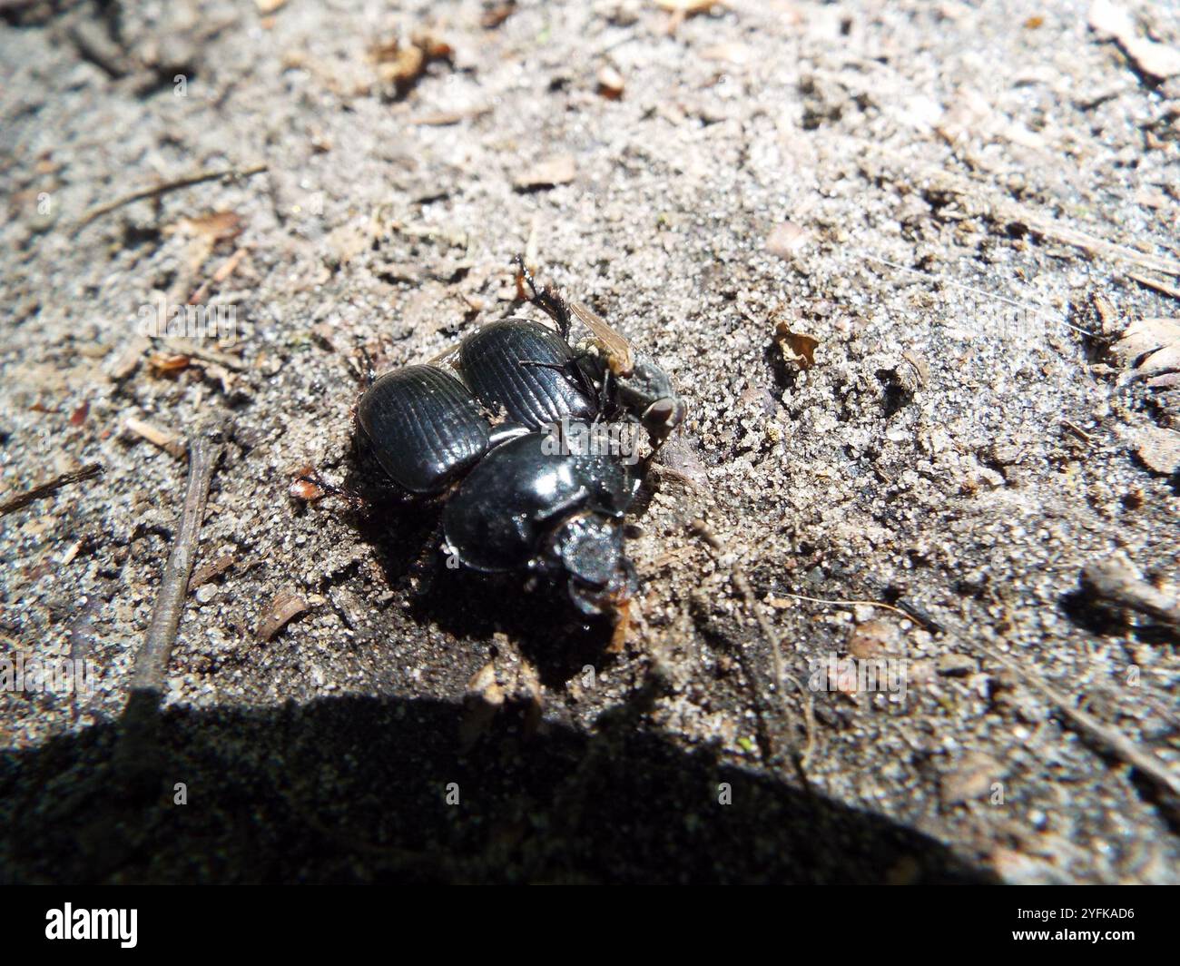 Minotaur Beetle (Typhaeus typhoeus Stock Photo - Alamy