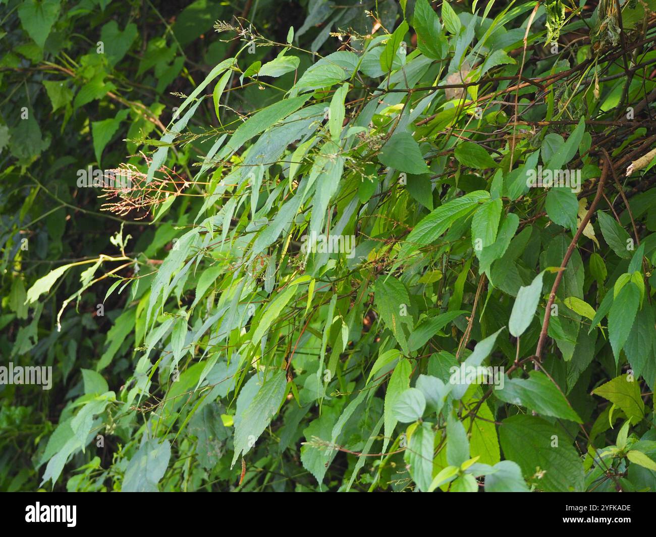 (Boehmeria zollingeriana podocarpa Stock Photo - Alamy