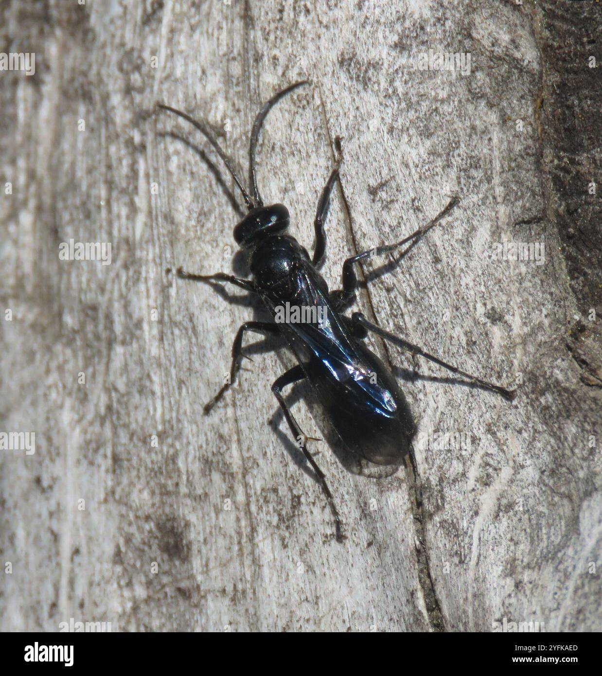 Spider Wasps (Pompilidae Stock Photo - Alamy