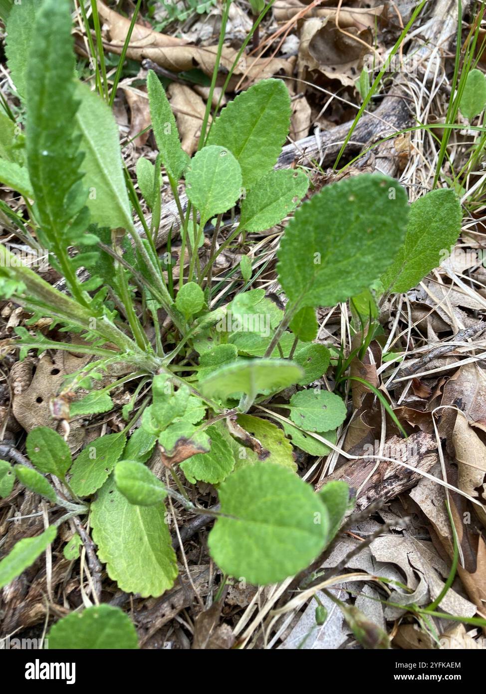 balsam ragwort (Packera paupercula Stock Photo - Alamy