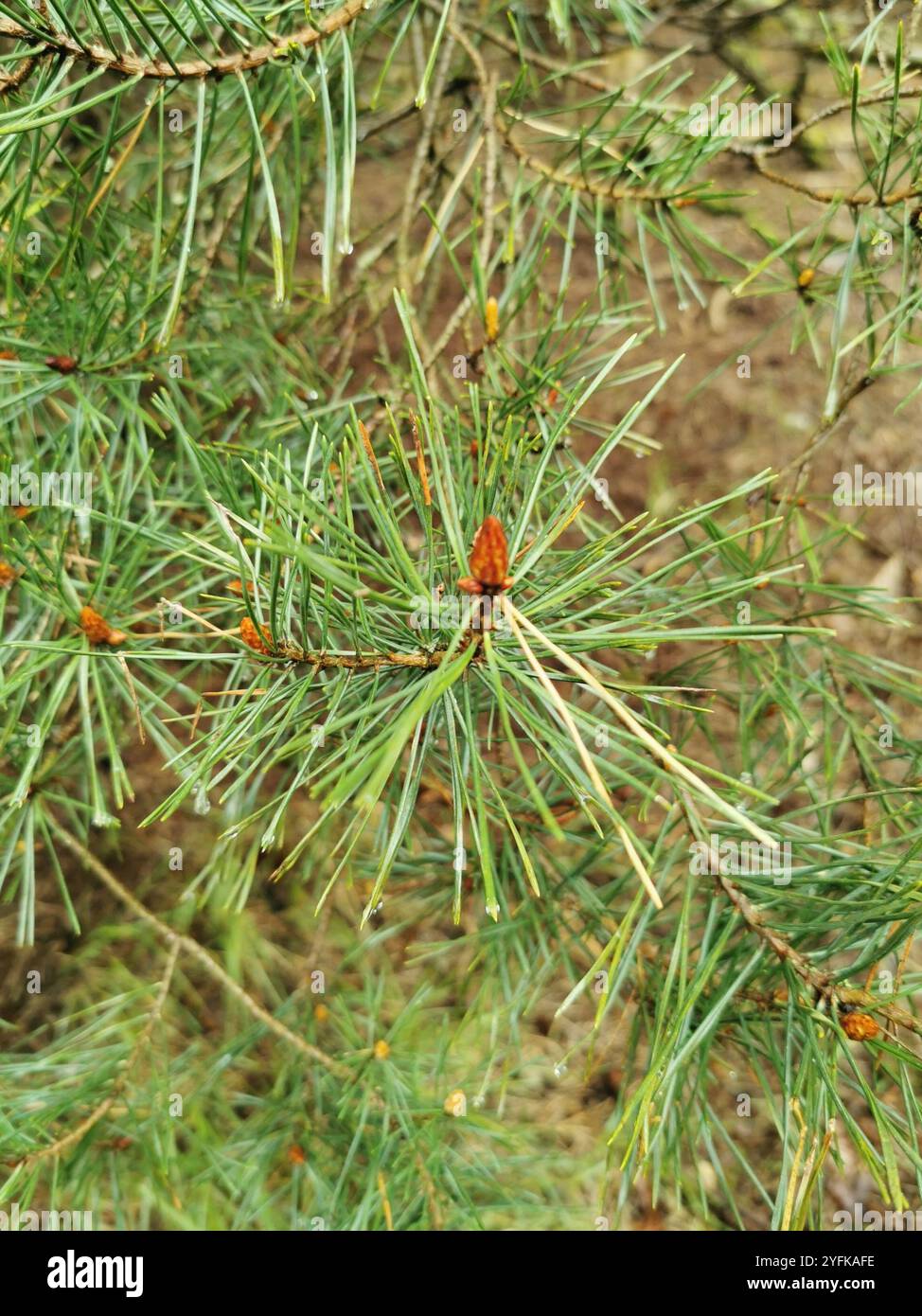 Scots pine (Pinus sylvestris Stock Photo - Alamy