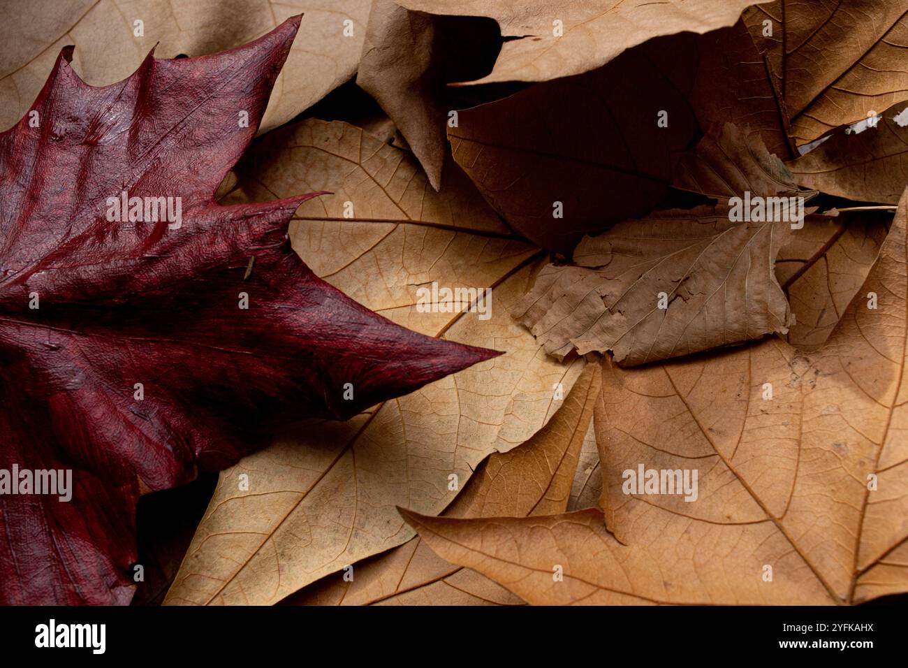 Wallpaper leaves hi-res stock photography and images - Alamy
