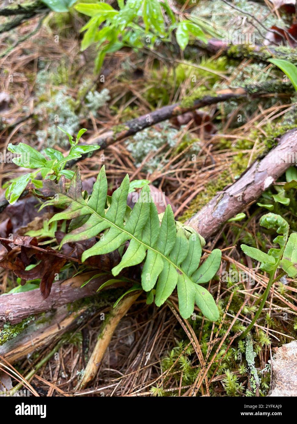 rock polypody (Polypodium virginianum Stock Photo - Alamy