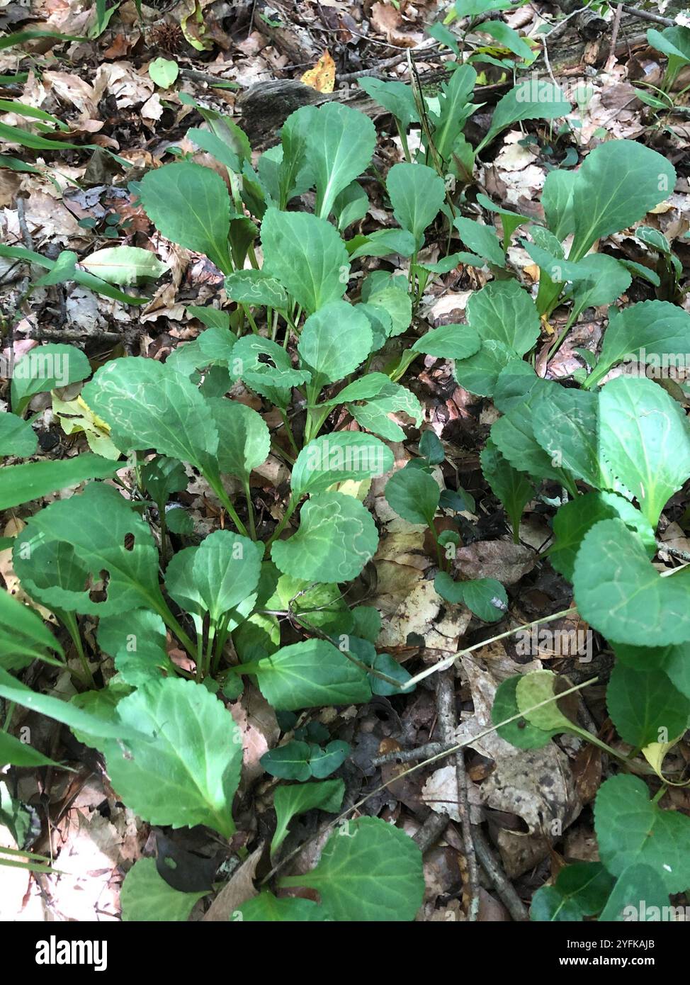 roundleaf ragwort (Packera obovata Stock Photo - Alamy