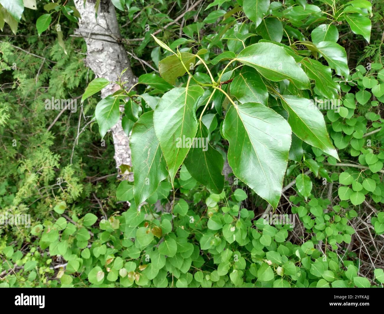 balsam poplar (Populus balsamifera Stock Photo - Alamy