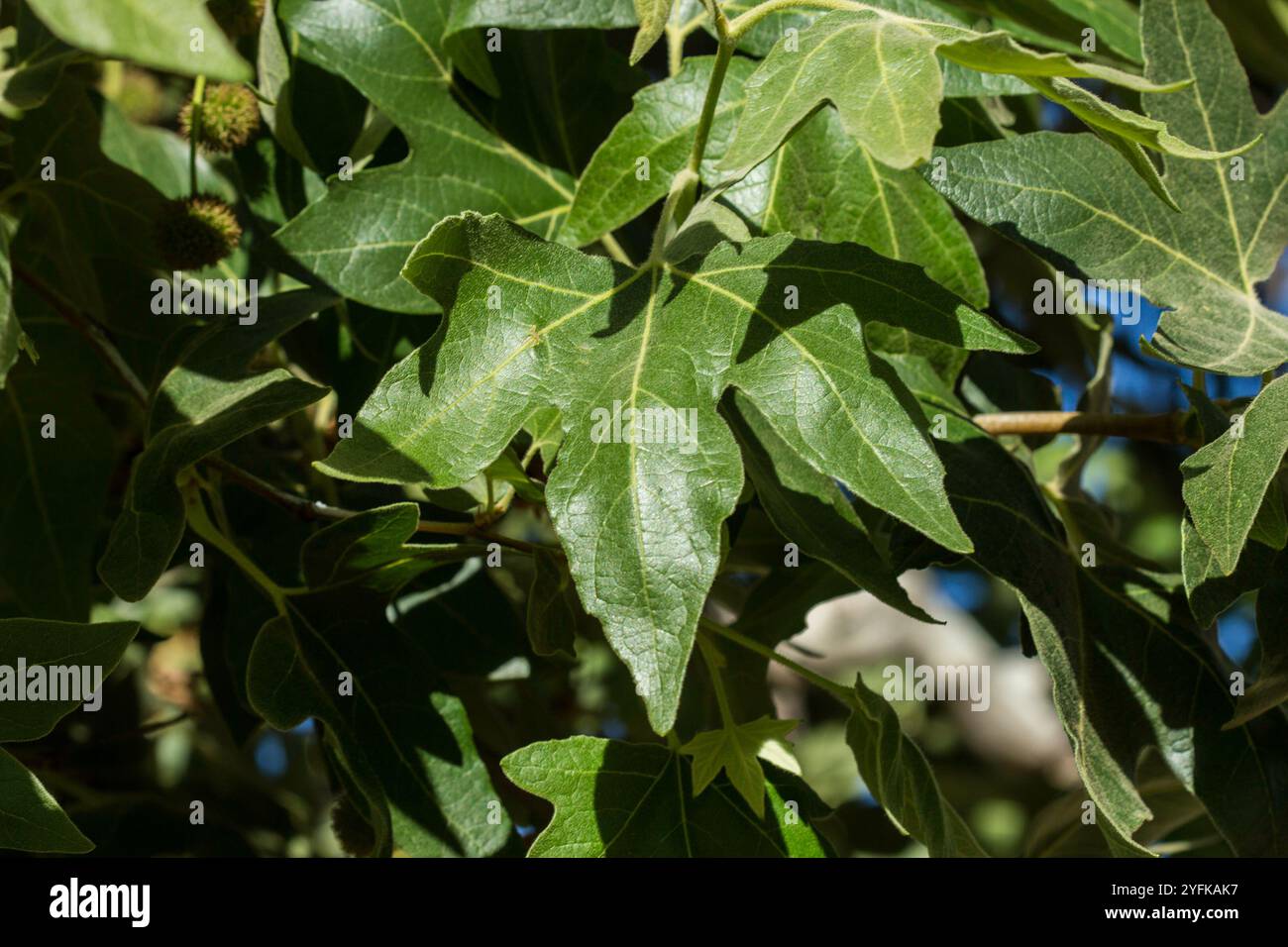western sycamore (Platanus racemosa Stock Photo - Alamy