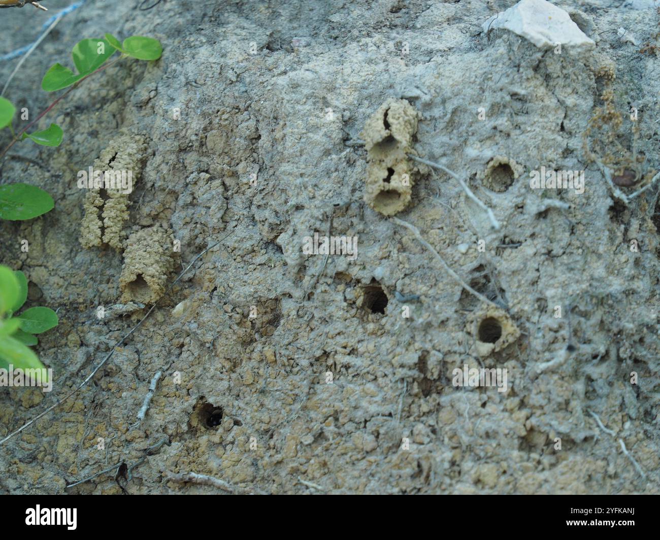 Abrupt digger hi-res stock photography and images - Alamy