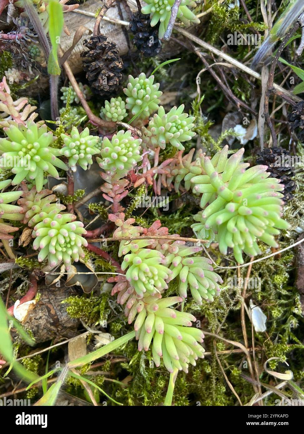 Turkish stonecrop (Sedum pallidum Stock Photo - Alamy