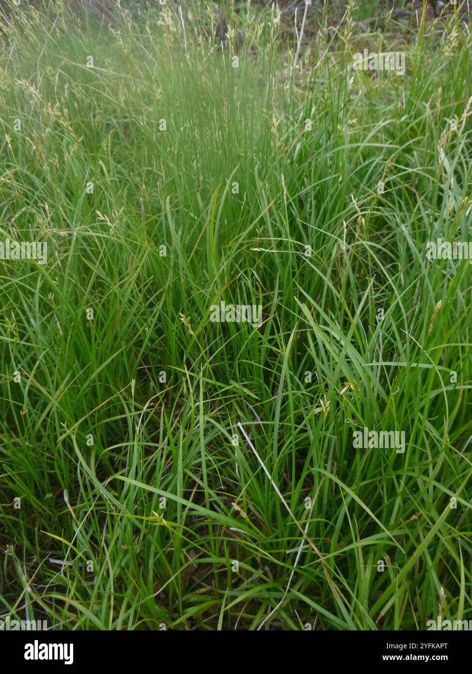 alpine grass (Carex brizoides Stock Photo - Alamy
